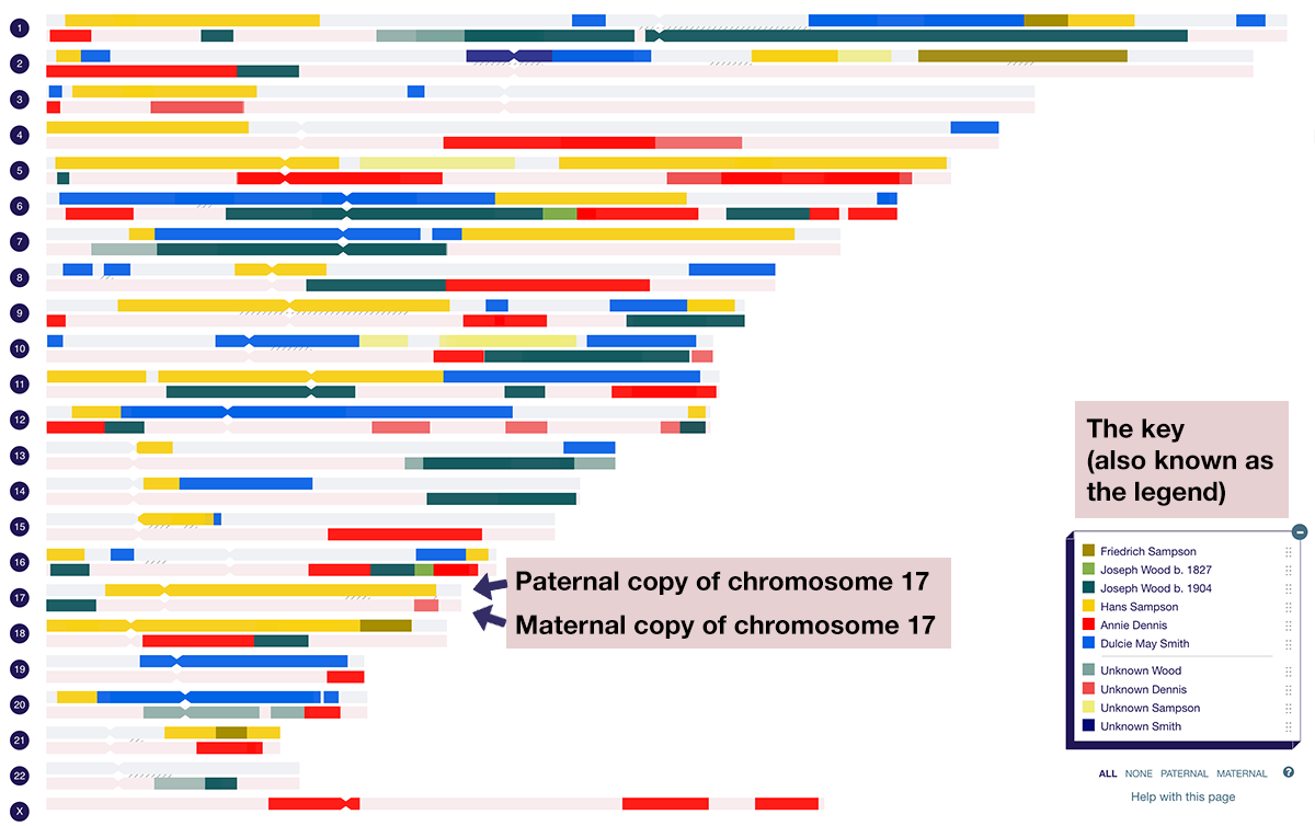Different views in your chromosome map: did you know? #5 | DNA Painter Blog